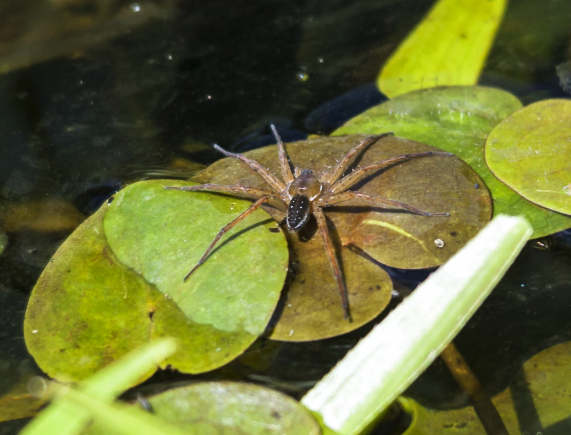 The most dazzling natural dyes of the ancient world