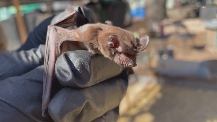 Cedar Park warns of rabies risk after infected bat found