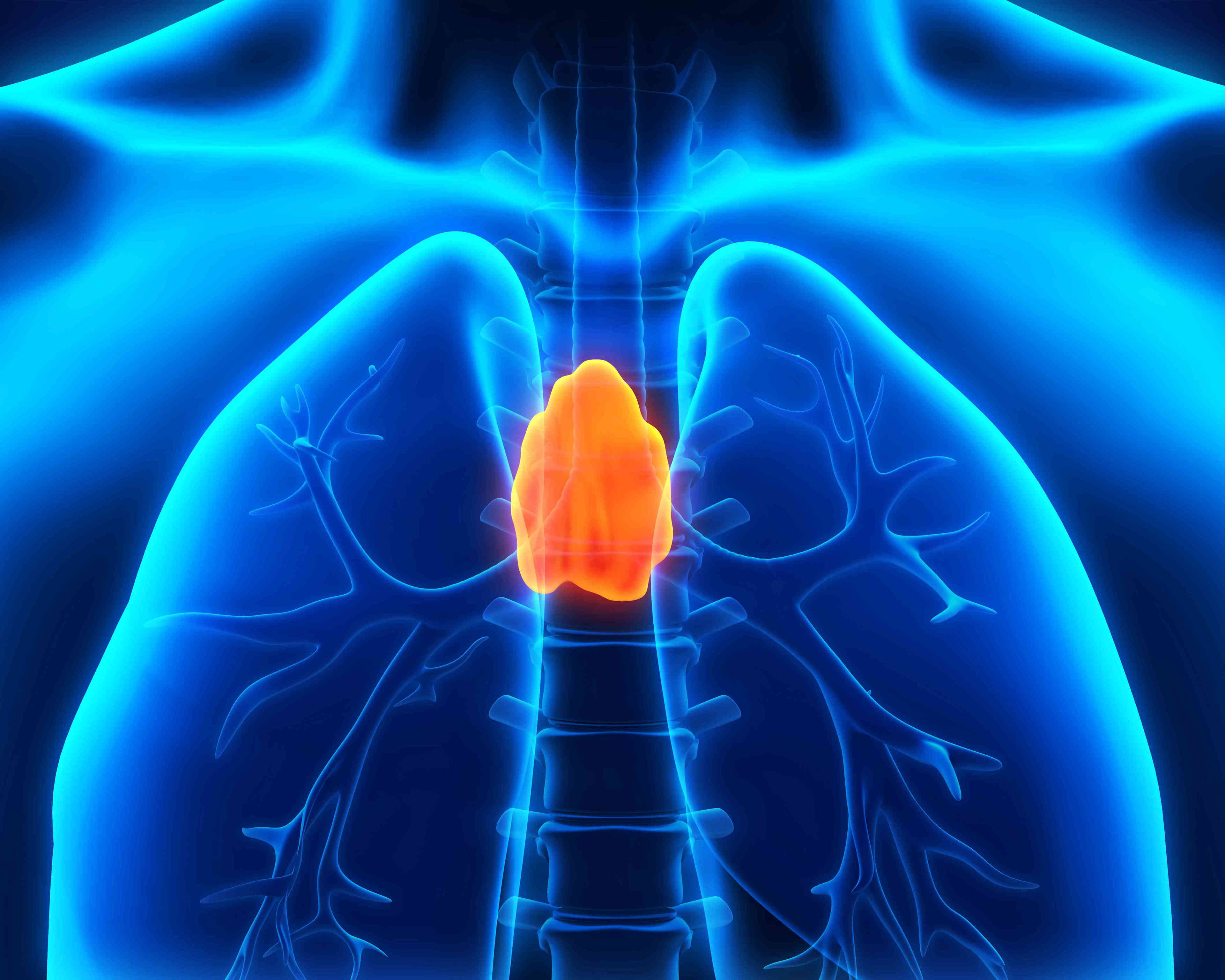 Thymus Location and Function