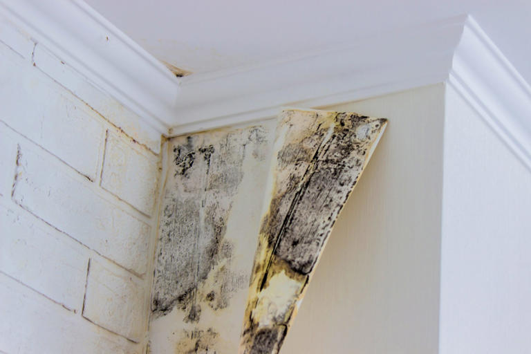 Is that Mold Your Are Smelling in Your House?