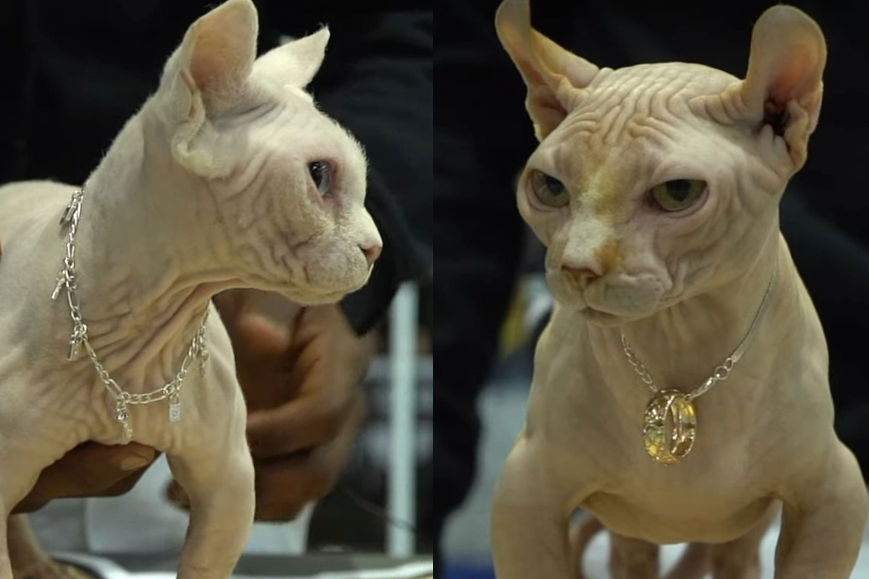 What are XL bully cats? New warning issued over controversial hybrid breed What are XL bully cats? New warning issued over controversial hybrid breed