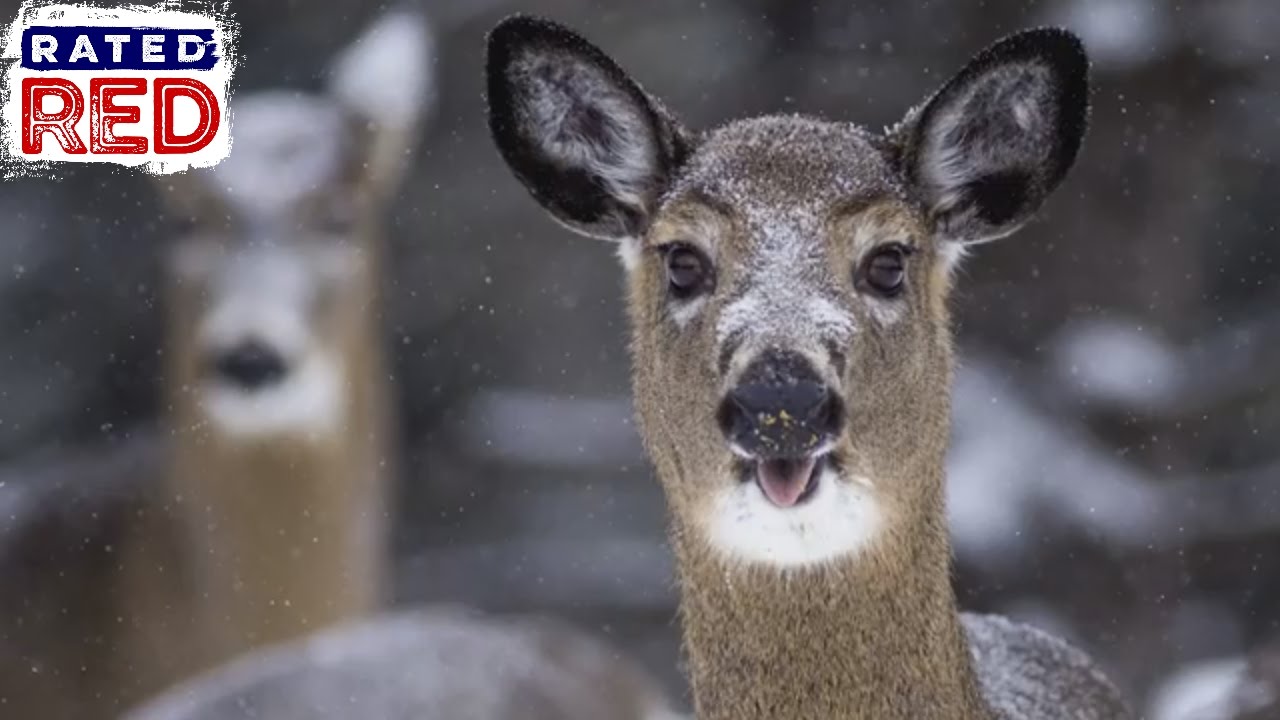 4 Key Things Every Hunter Should Know About Deer Vision