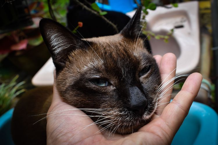 10 Painful Signs Your Cat Doesn’t Feel the Love (and How To Win It Back)