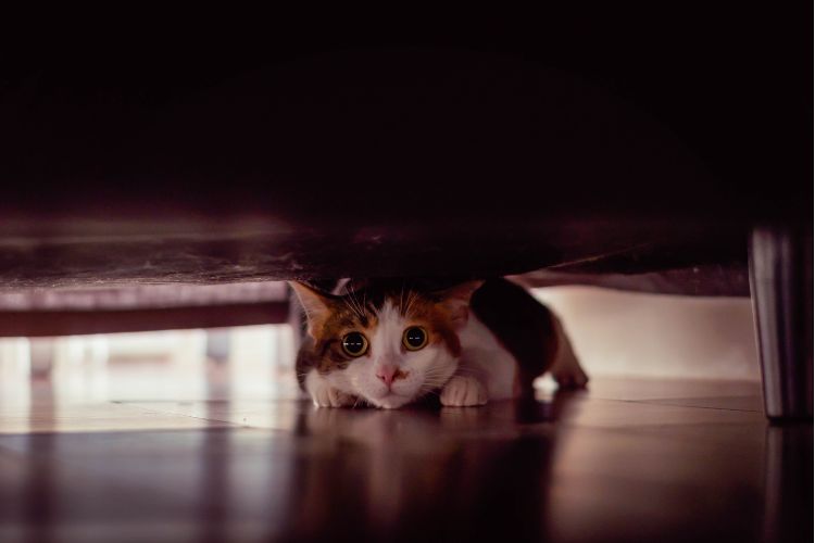 10 incredible things your cat can do (that you take for granted)