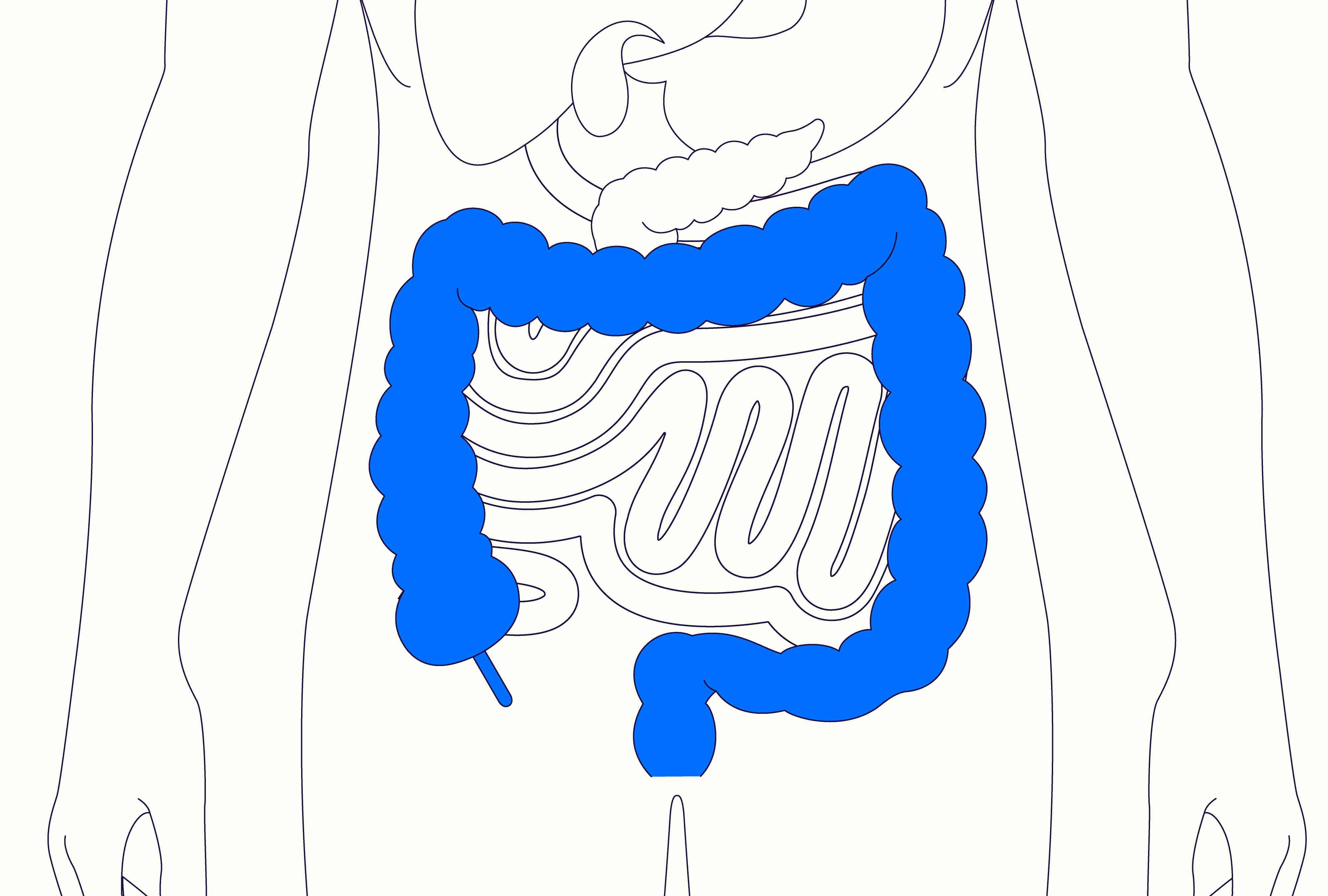 A Complete Guide to Your Large Intestine