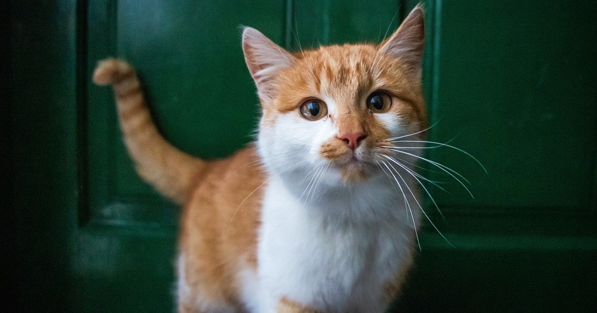 MSN Danmark | Nyheder, Hotmail, Outlook, Vejret og Horoskop