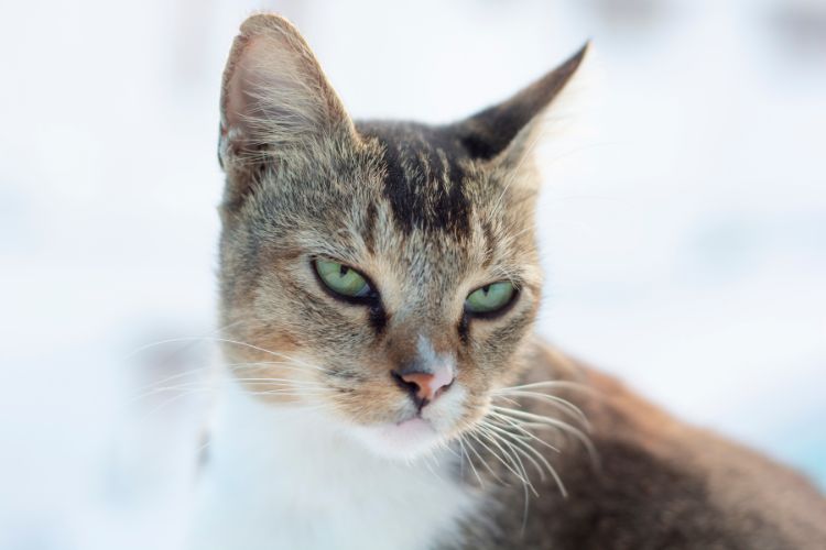 Think Your Cat Is Happy? These 10 Signs Will Tell You for Sure