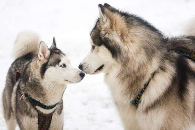 8 Key Differences Between Siberian Huskies and Alaskan Malamutes 8 Key Differences Between Siberian Huskies and Alaskan Malamutes