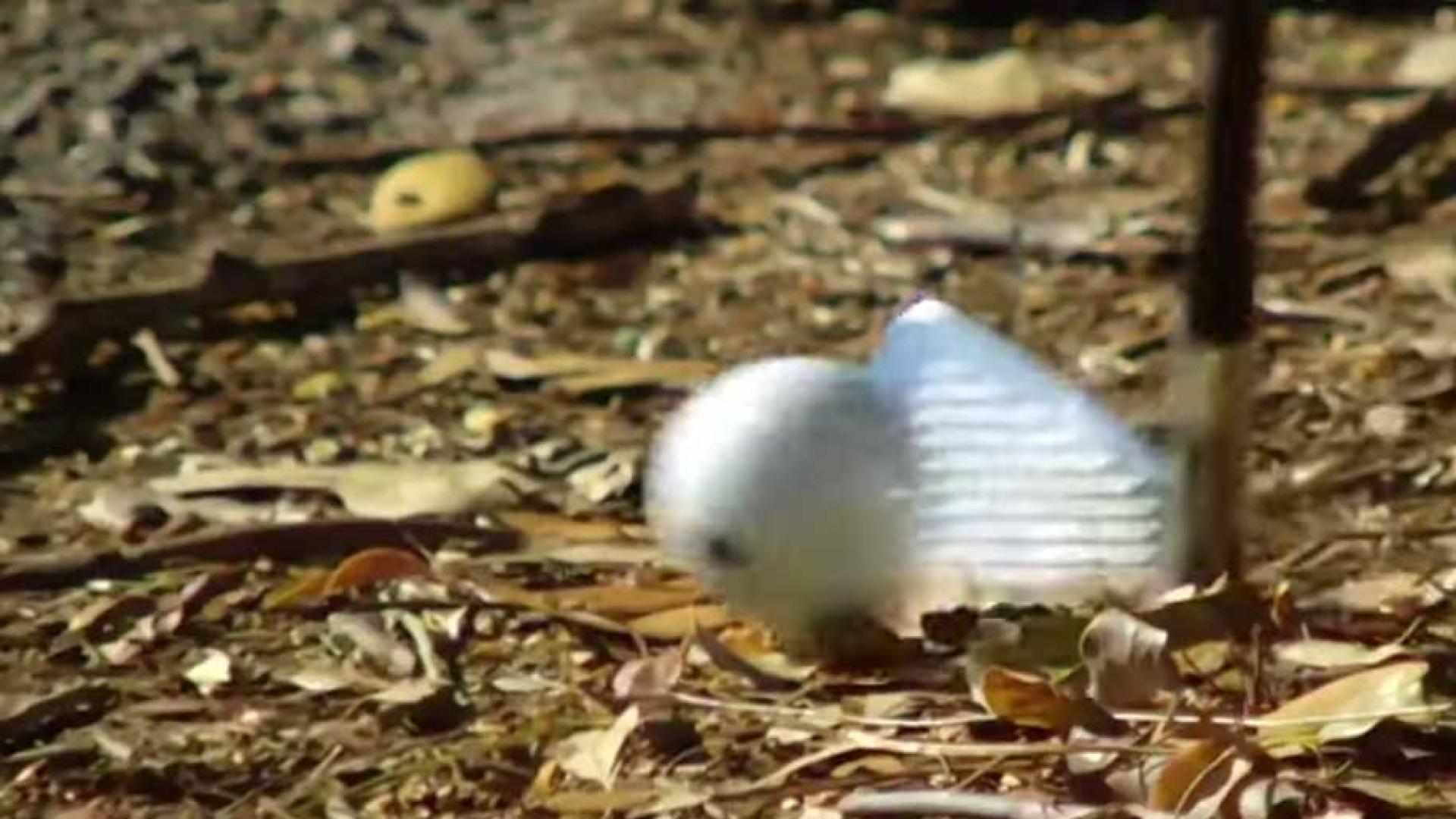 Juan Carlo Ritchie dominates Italian Challenge