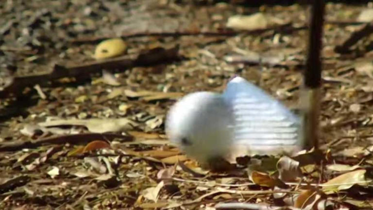 Alessandra Fanali, from golf to Milan-Cortina