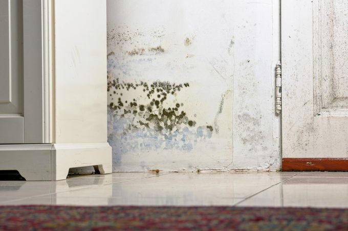 Should You Be Worried About Mold In Your Crawl Space?