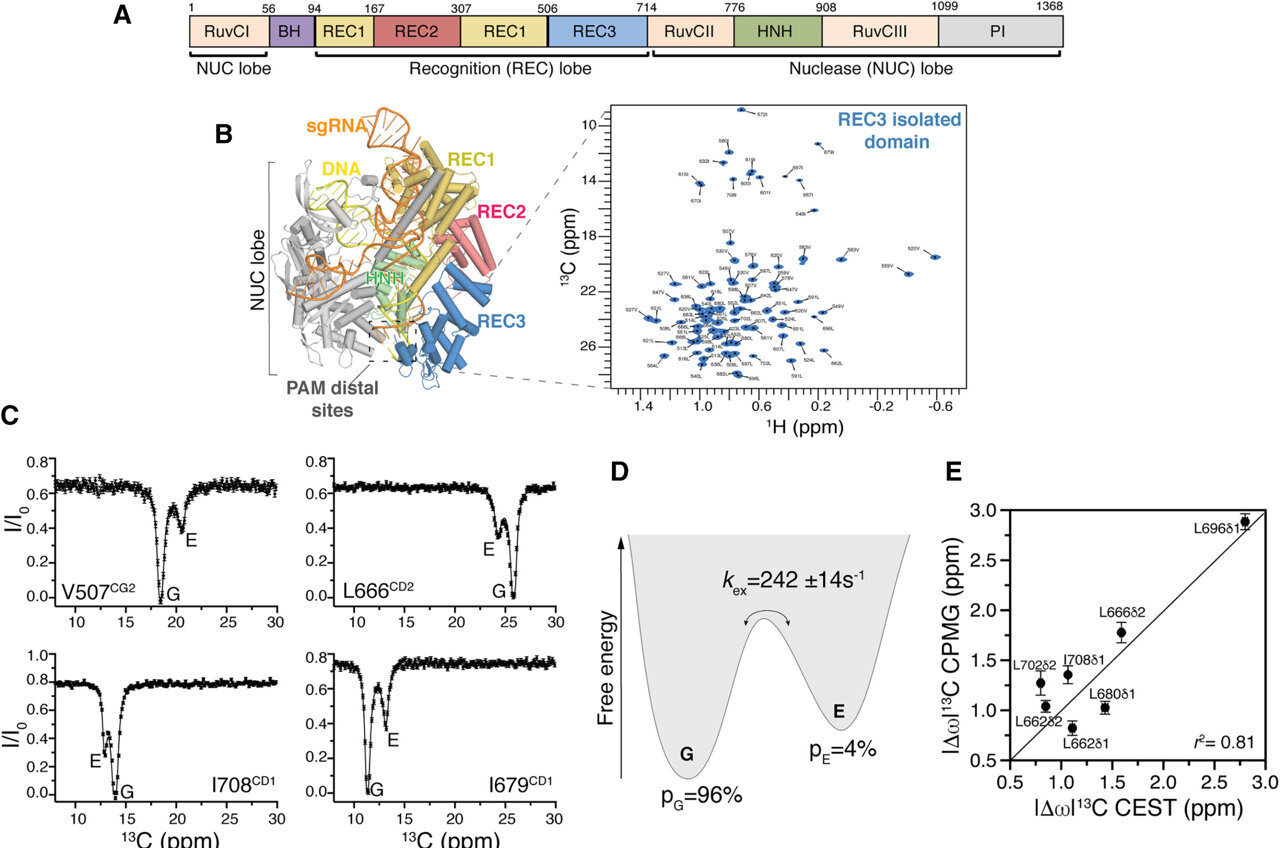 Researchers discover underlying mechanisms that make CRISPR an ... Researchers discover underlying mechanisms that make CRISPR an ...