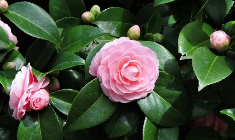 Camelia sasanqua: Guía completa de características, cuidados y cultivo