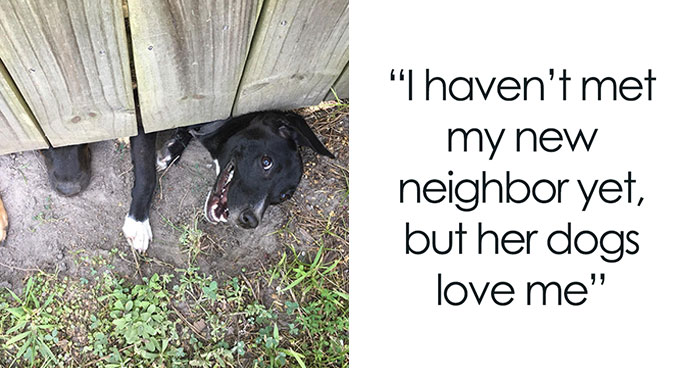 47 Times Animals Were Funnier And More Relatable Than People