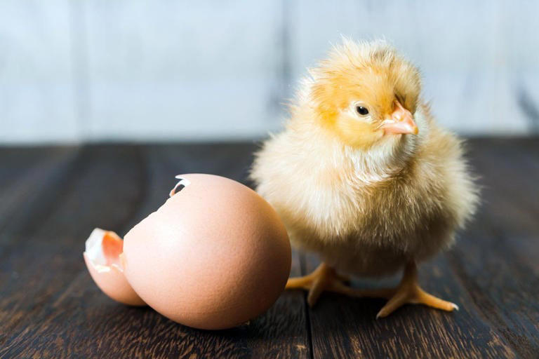 ¿qué Vino Primero El Huevo O La Gallina La Ciencia Finalmente Tiene