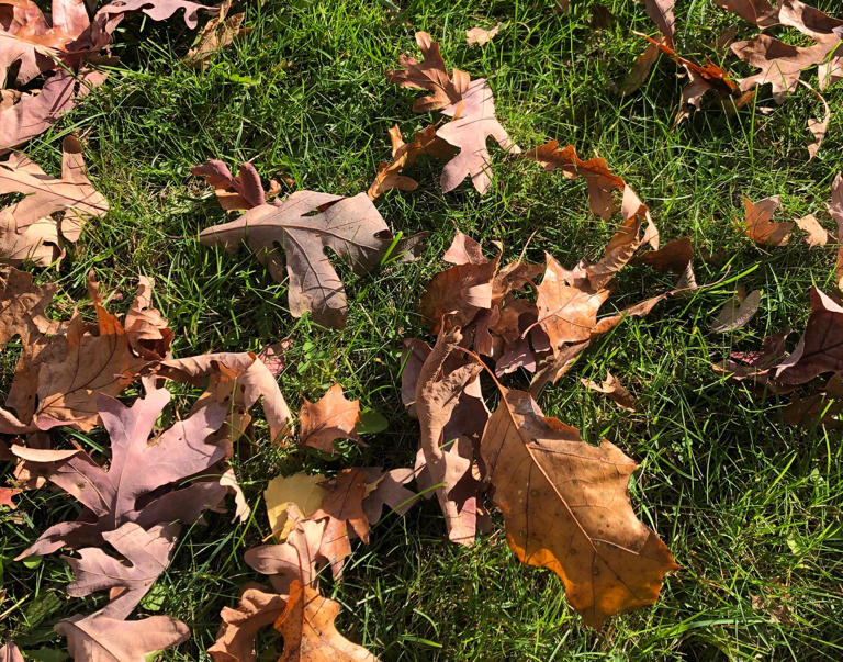 Oak Ridge leaf pickup program enters third week on Monday. Is your ...