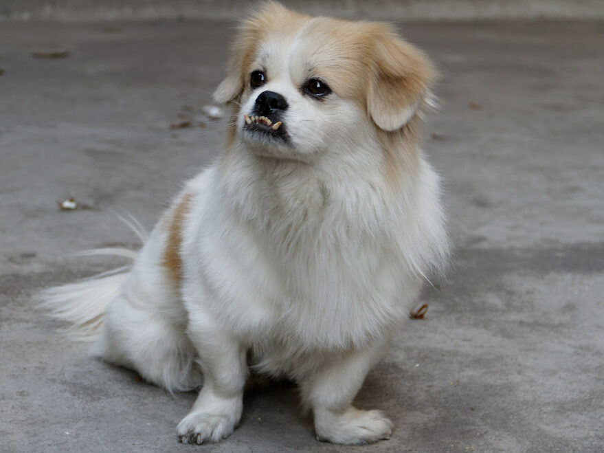 15 Things Your Dog Knows About You 15 Things Your Dog Knows About You