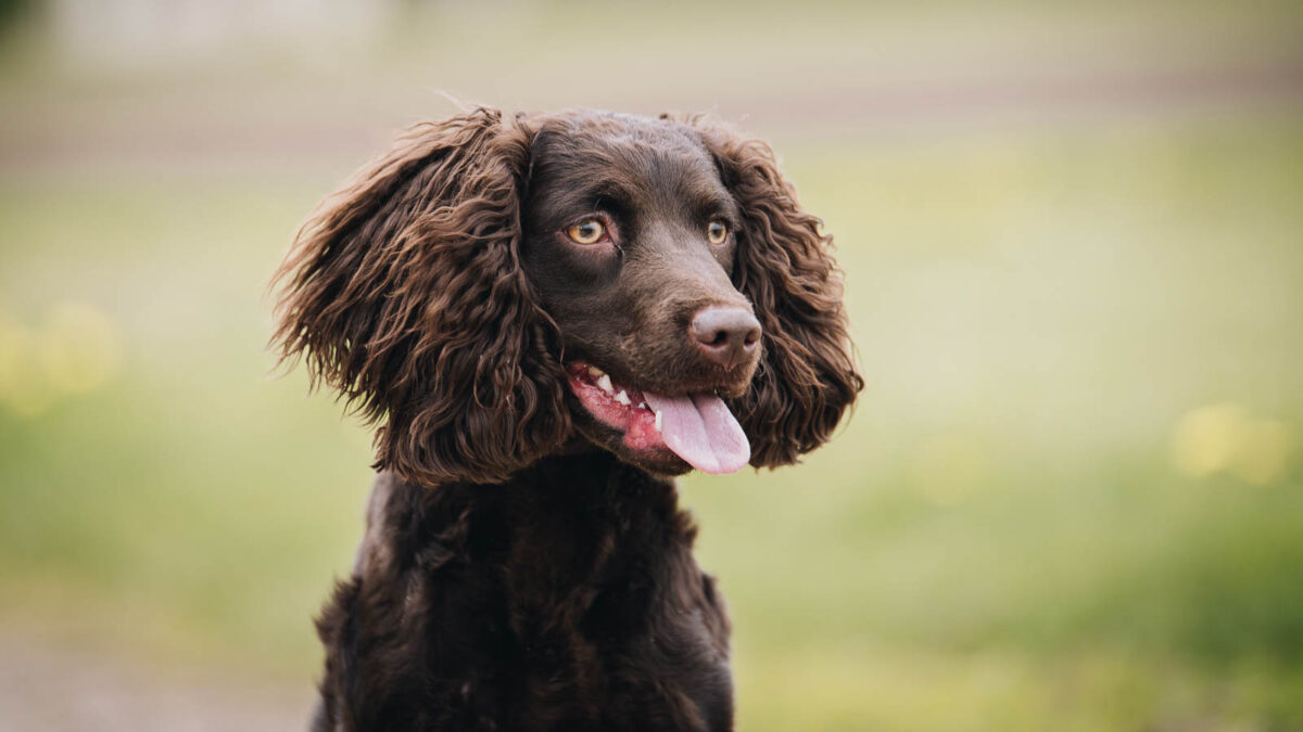 13 Weird And Wonderful Dog Instincts Humans Could Only Wish To Have