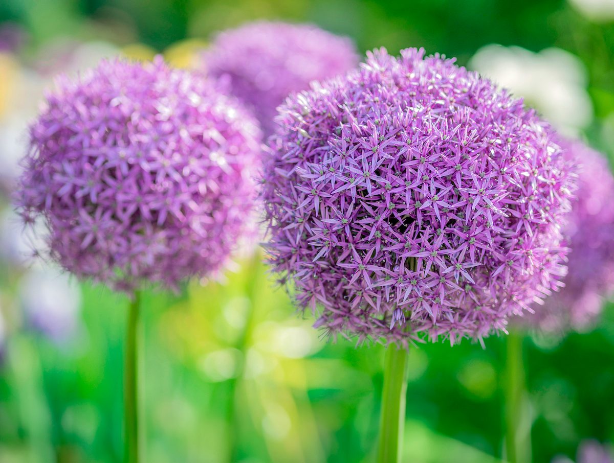 Top 10 Cold Hardy Perennials for Northern Gardeners