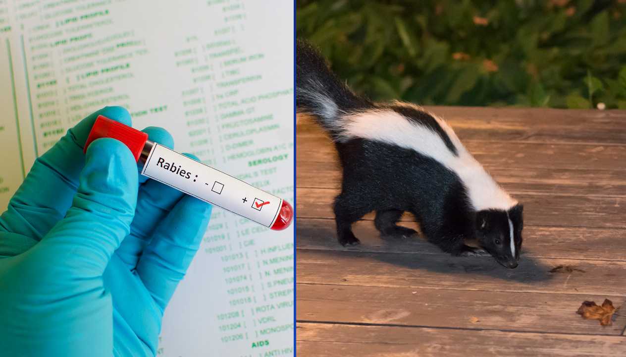 Dog quarantined after being exposed to rabid skunk in Upstate, health ...