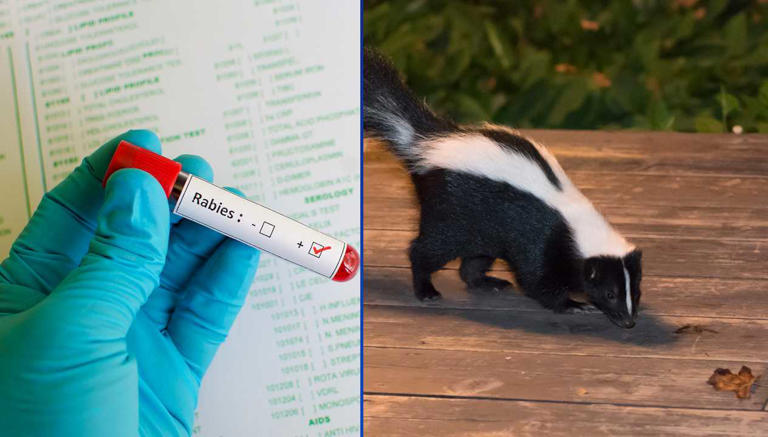Dog quarantined after being exposed to rabid skunk in Upstate, health ...