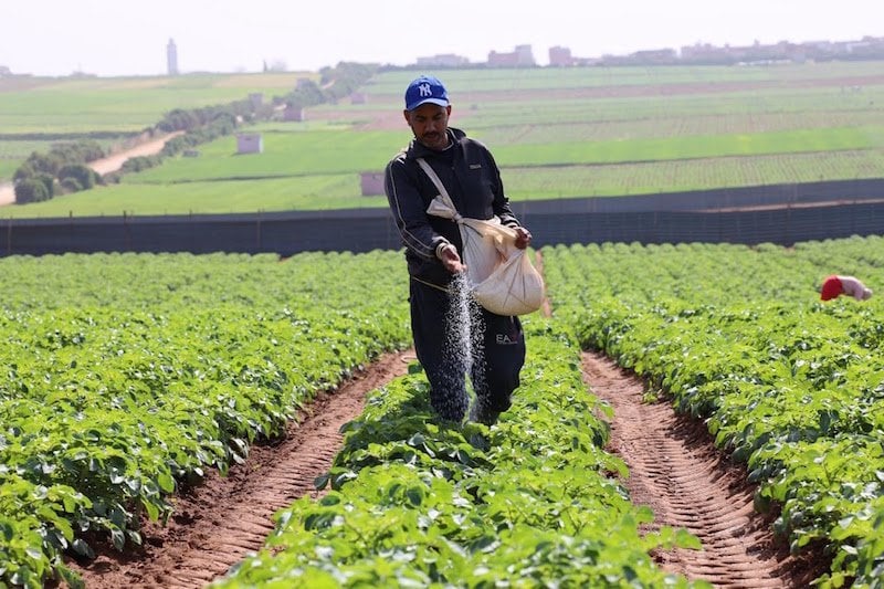 Moroccan agriculture grapples with climate change, legal constraints