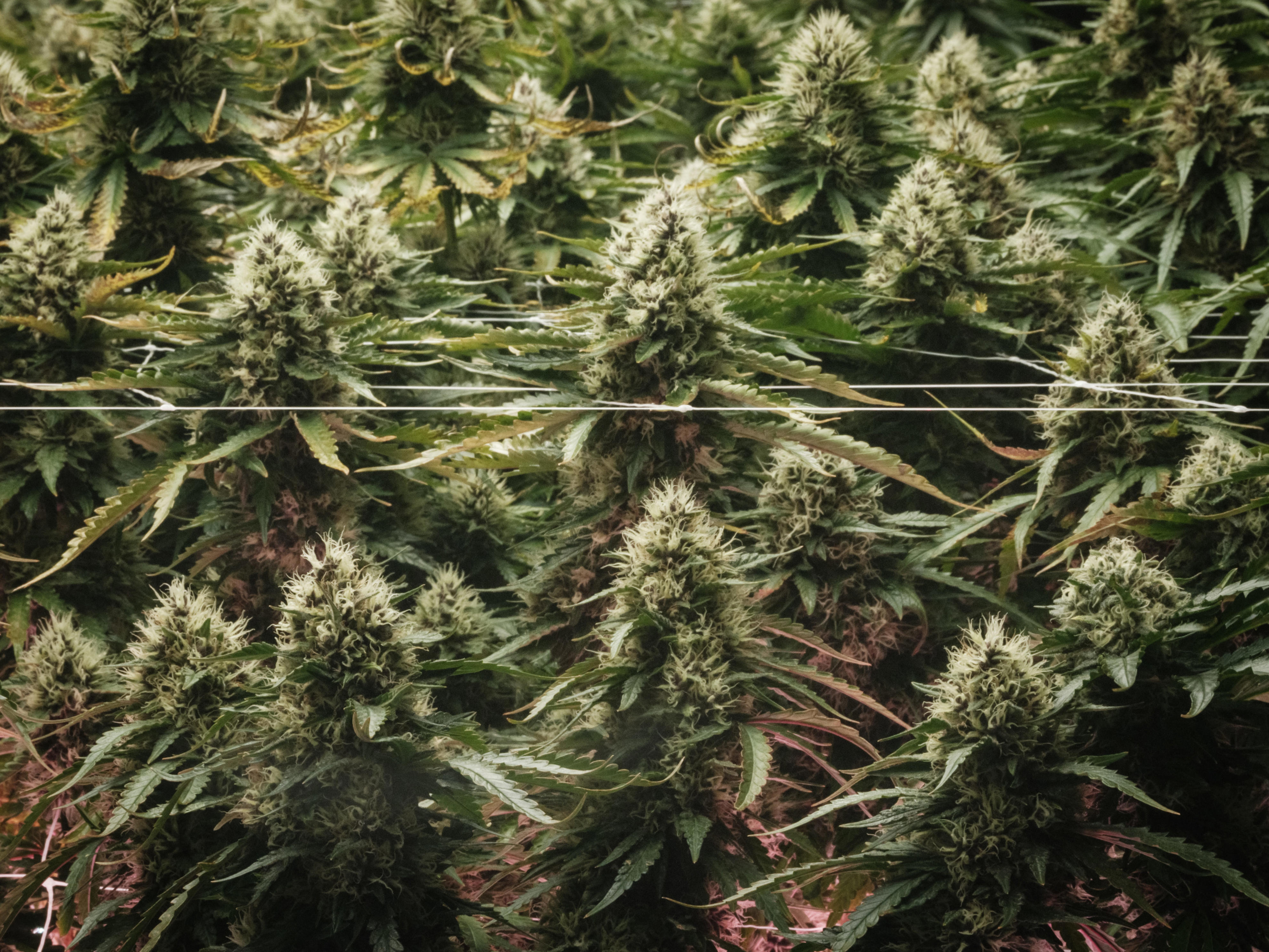 Follow marijuana election results across Florida, Nebraska, South ...