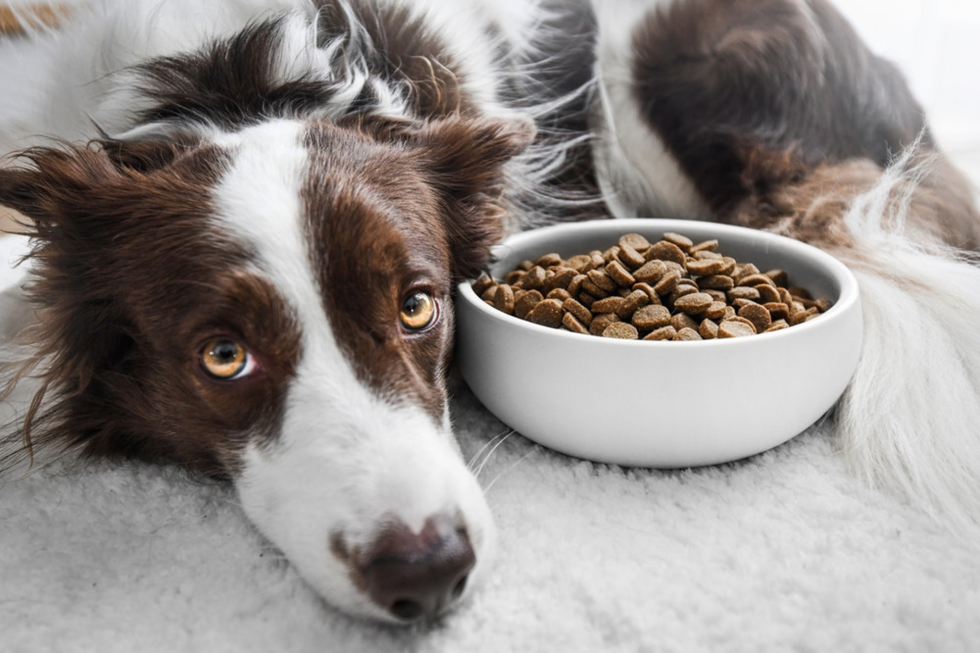 L’alimentation canine : les recommandations des experts vétérinaires