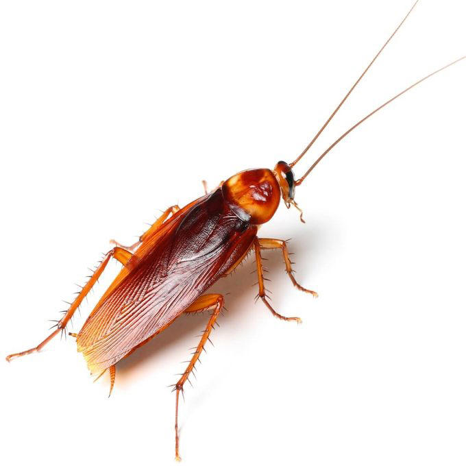 Cockroach Facts Every Homeowner Should Know
