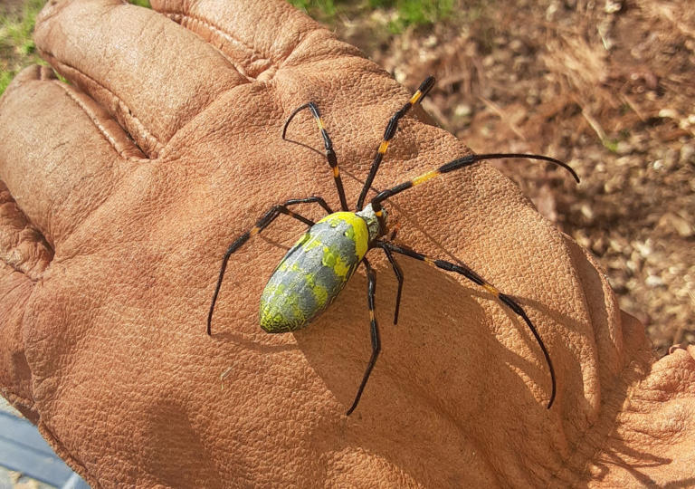 Do Joro spiders bite? What to know about the yellow spider found in ...