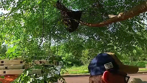 Defesa Civil é acionada para remover enxame de abelhas em árvore no Riviera Defesa Civil é acionada para remover enxame de abelhas em árvore no Riviera