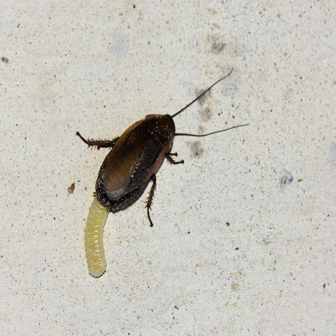 12 Interesting Cockroach Facts for Homeowners