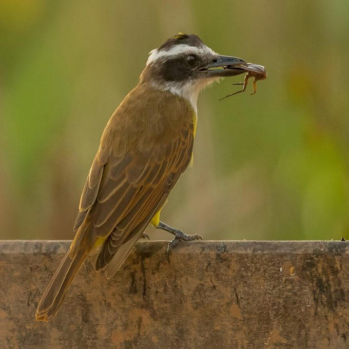 12 Interesting Cockroach Facts for Homeowners