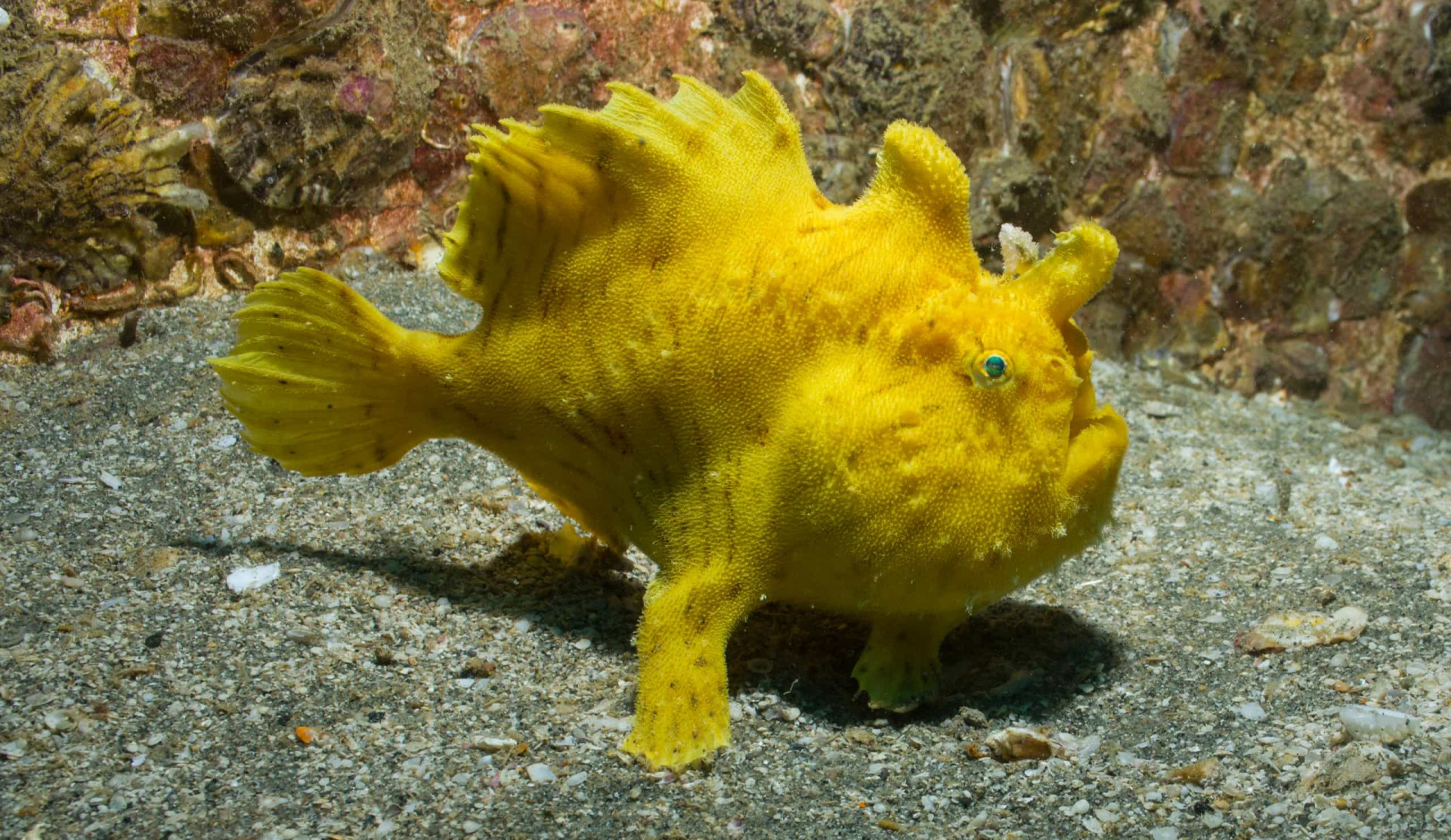 Amazing facts about aquatic animals
