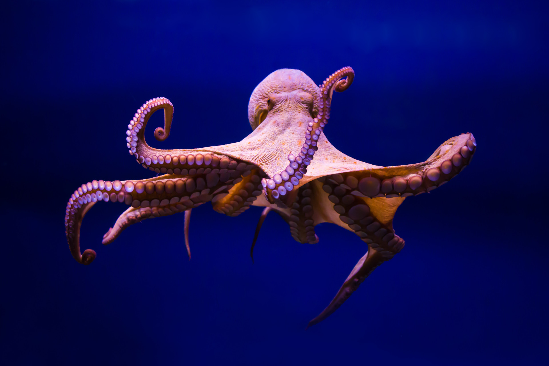 Amazing facts about aquatic animals