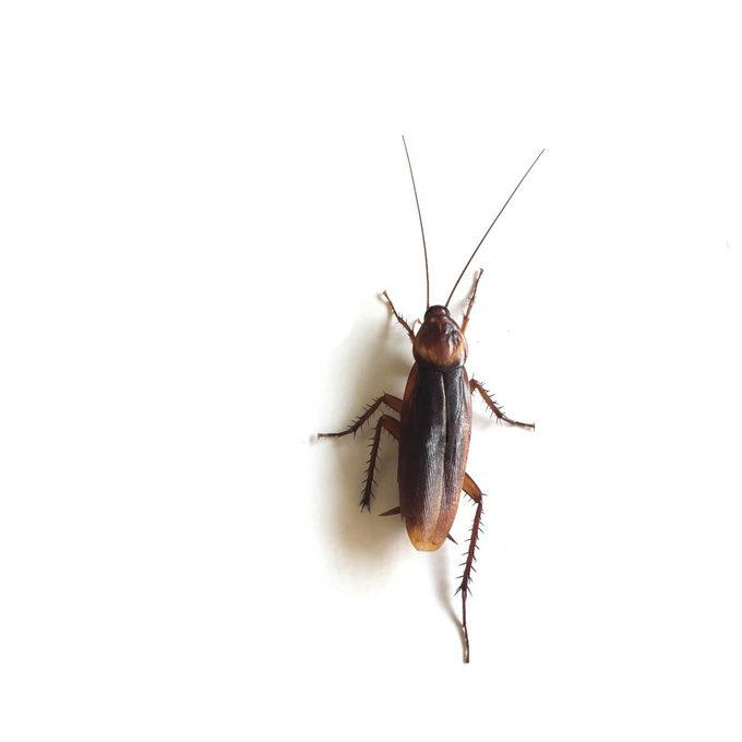 12 Interesting Cockroach Facts for Homeowners