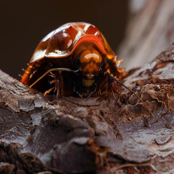 Cockroach Facts Every Homeowner Should Know