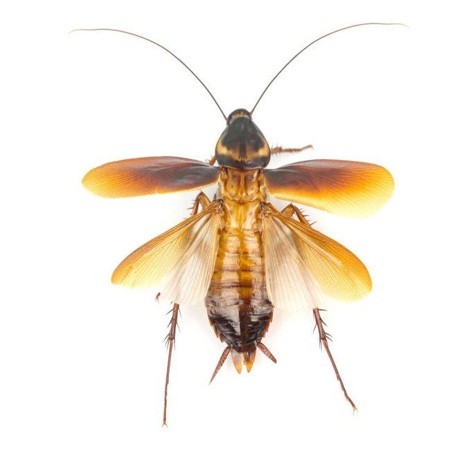 Cockroach Facts Every Homeowner Should Know