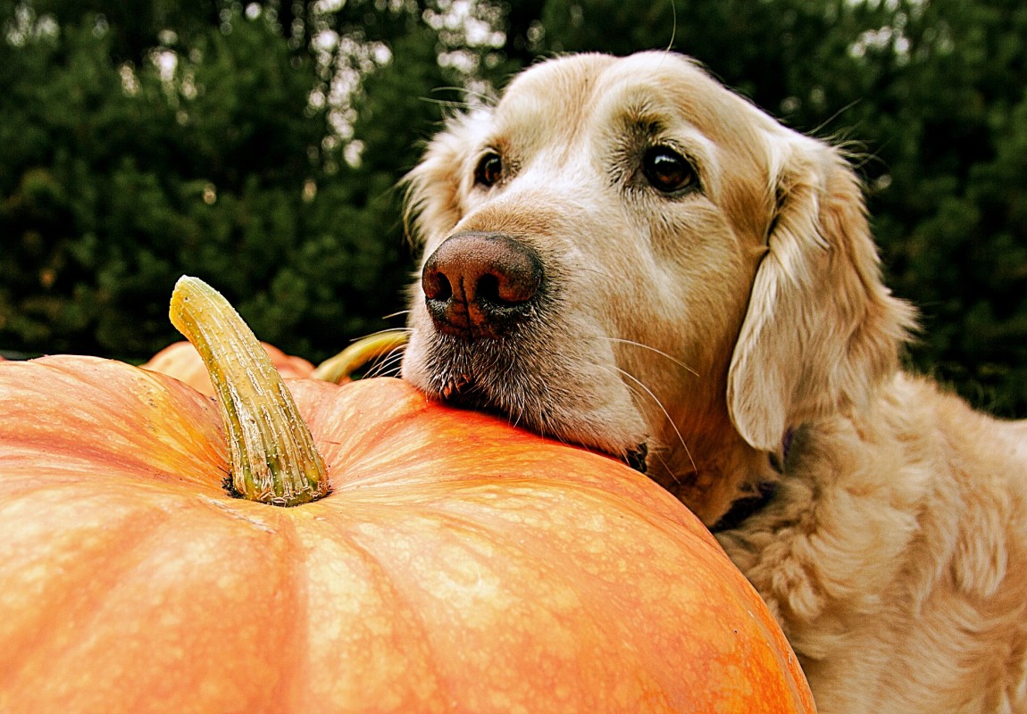 Can Dogs Eat Pumpkin? Here's the Scoop