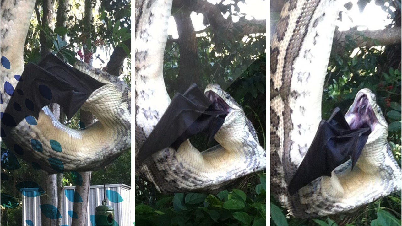 Couple Films A Huge Snake Swallowing A Massive 9 Foot Bat