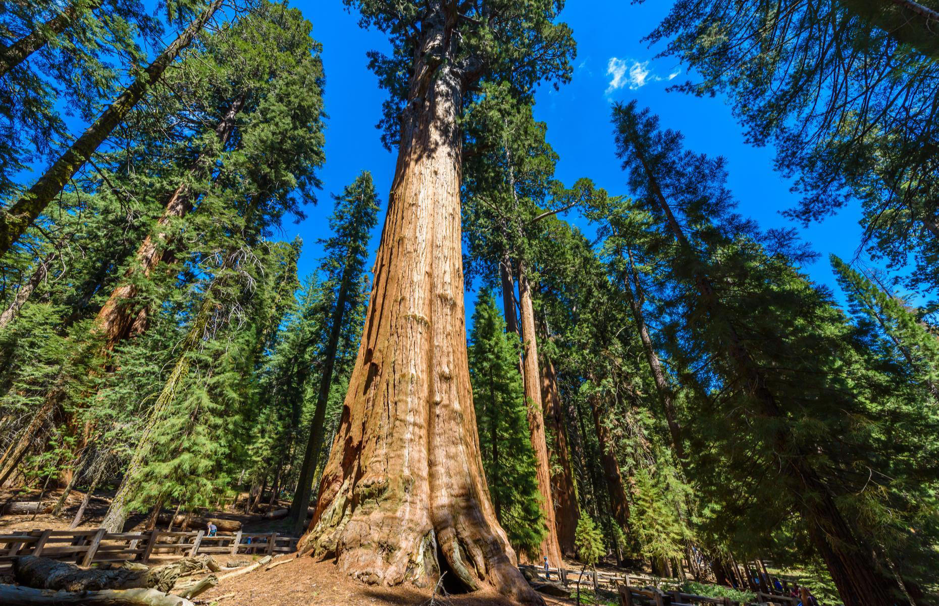 America's Most Incredible Trees, Plus More Around The World America's Most Incredible Trees, Plus More Around The World