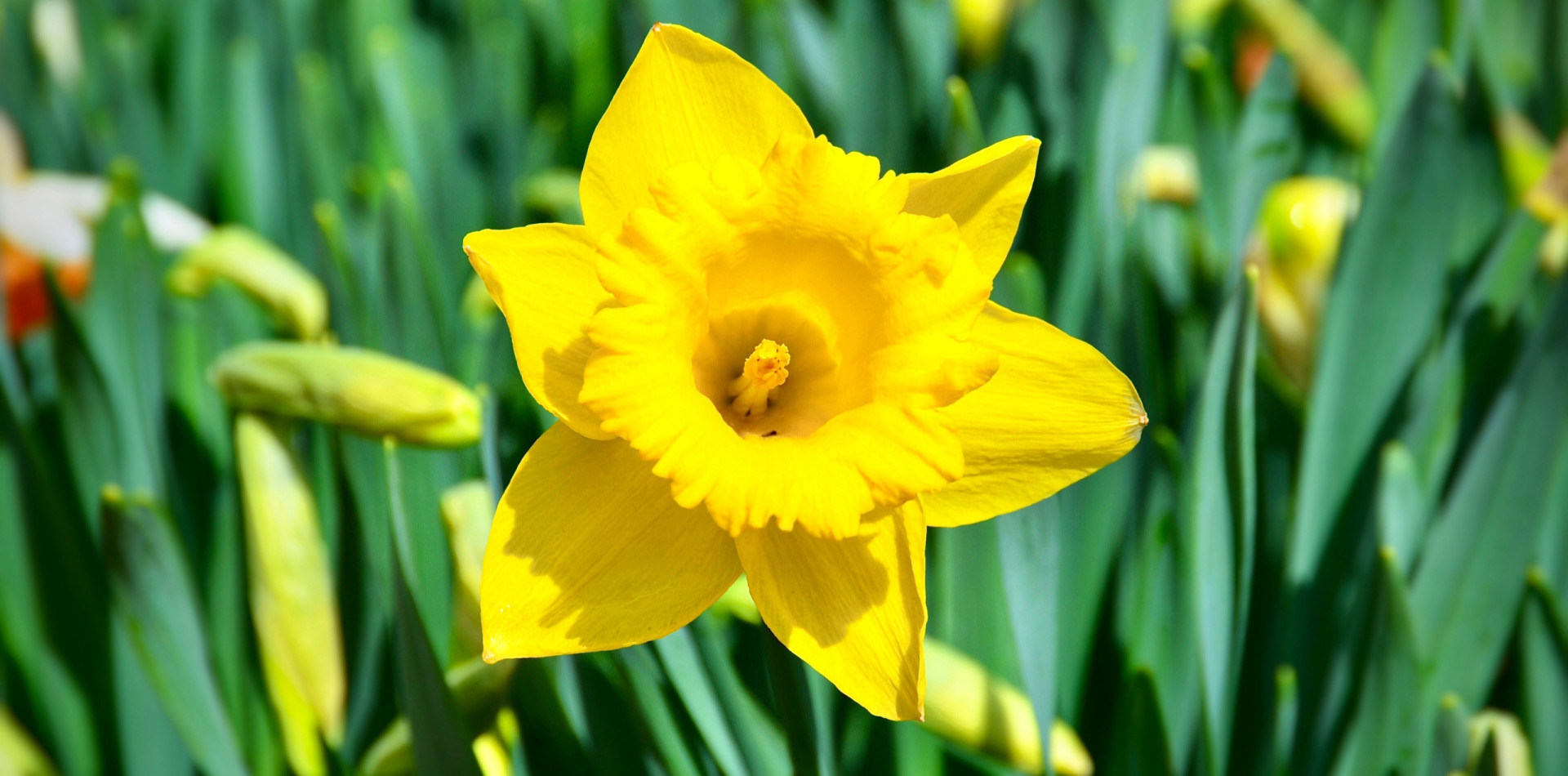 Understanding the language of flowers Understanding the language of flowers