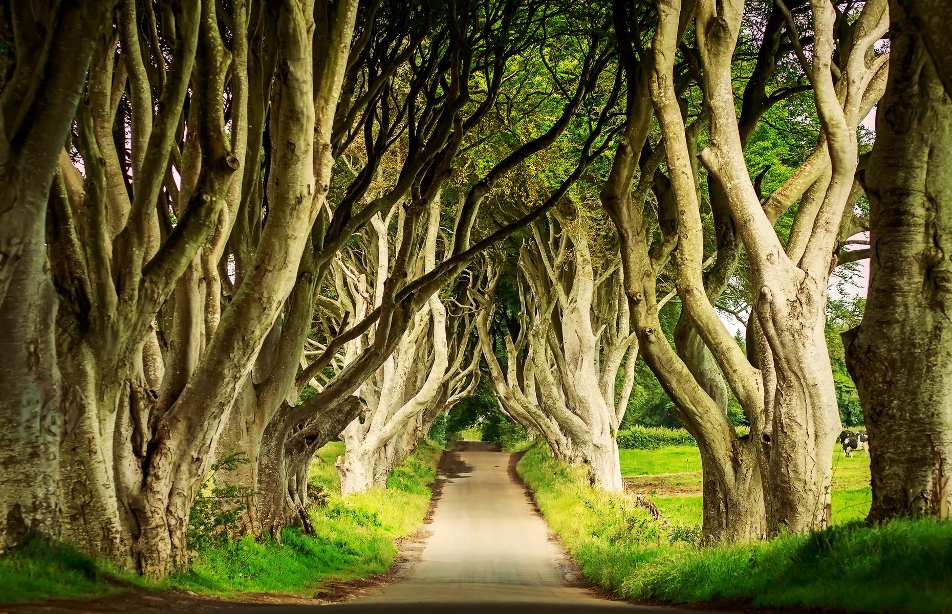 The UK’s most incredible trees, plus more around the world