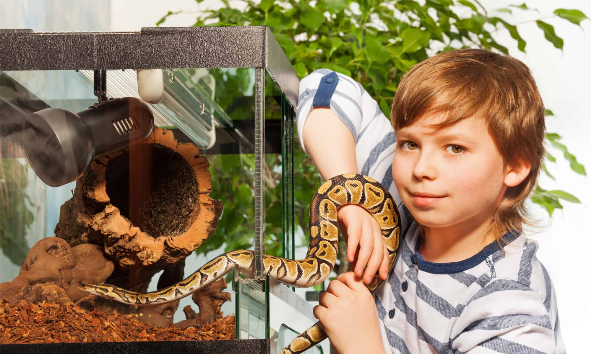 Meet the Most Popular Pet Snakes in the World