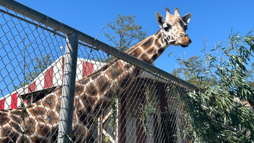 Giraffe transfer at Natural Bridge Zoo underway as legal saga continues ...