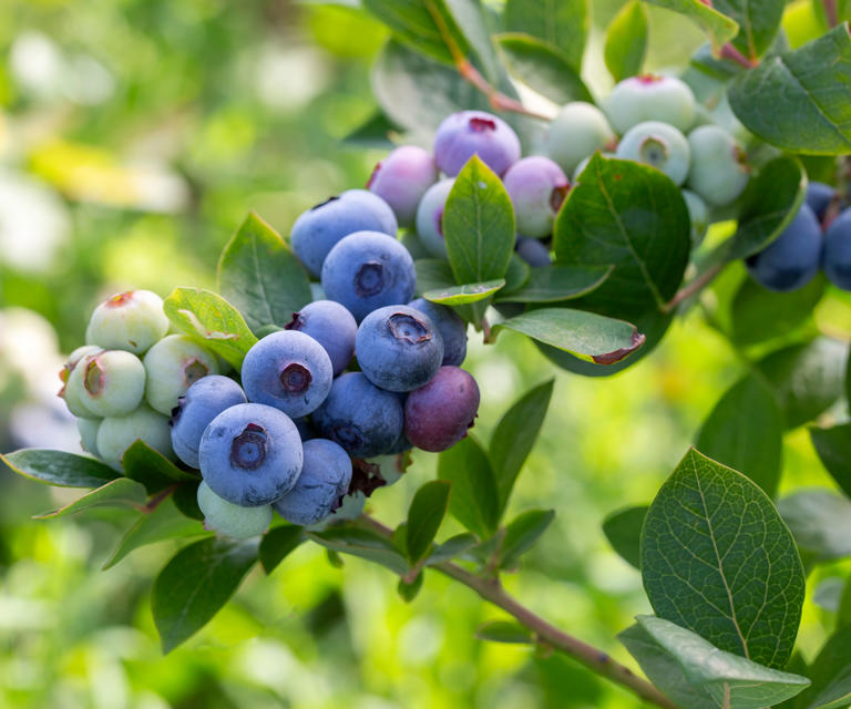 Native Berry Bushes That Are Oh-So-Yummy – 10 Sustainable Backyard ...