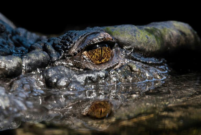 After the Death of Cassius, the World's Largest Captive Crocodile ... After the Death of Cassius, the World's Largest Captive Crocodile ...