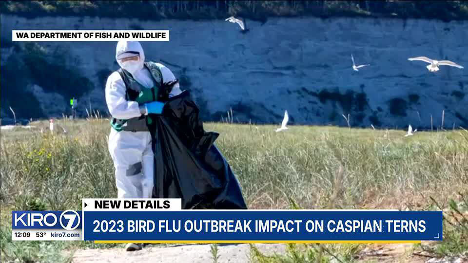 VIDEO: New report of bird flu in WA, sixth case in state since October VIDEO: New report of bird flu in WA, sixth case in state since October
