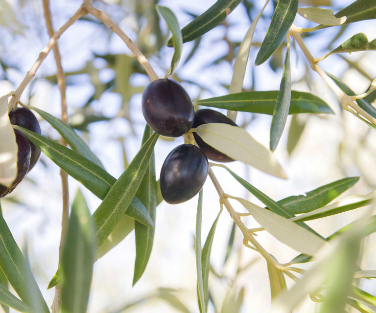 How to grow olive trees in pots – for an unfussy, evergreen container ...