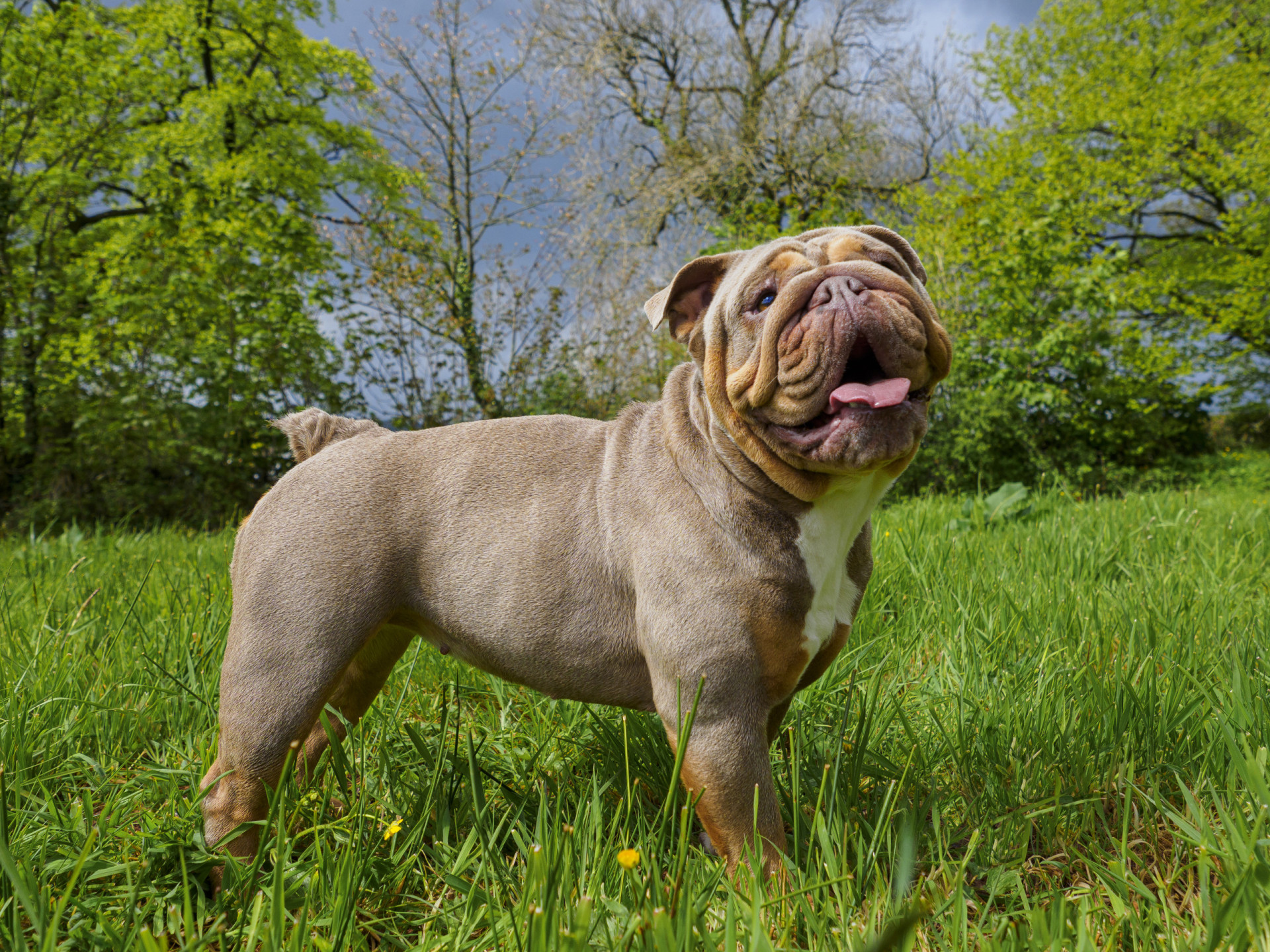 The most popular dog breed in your country